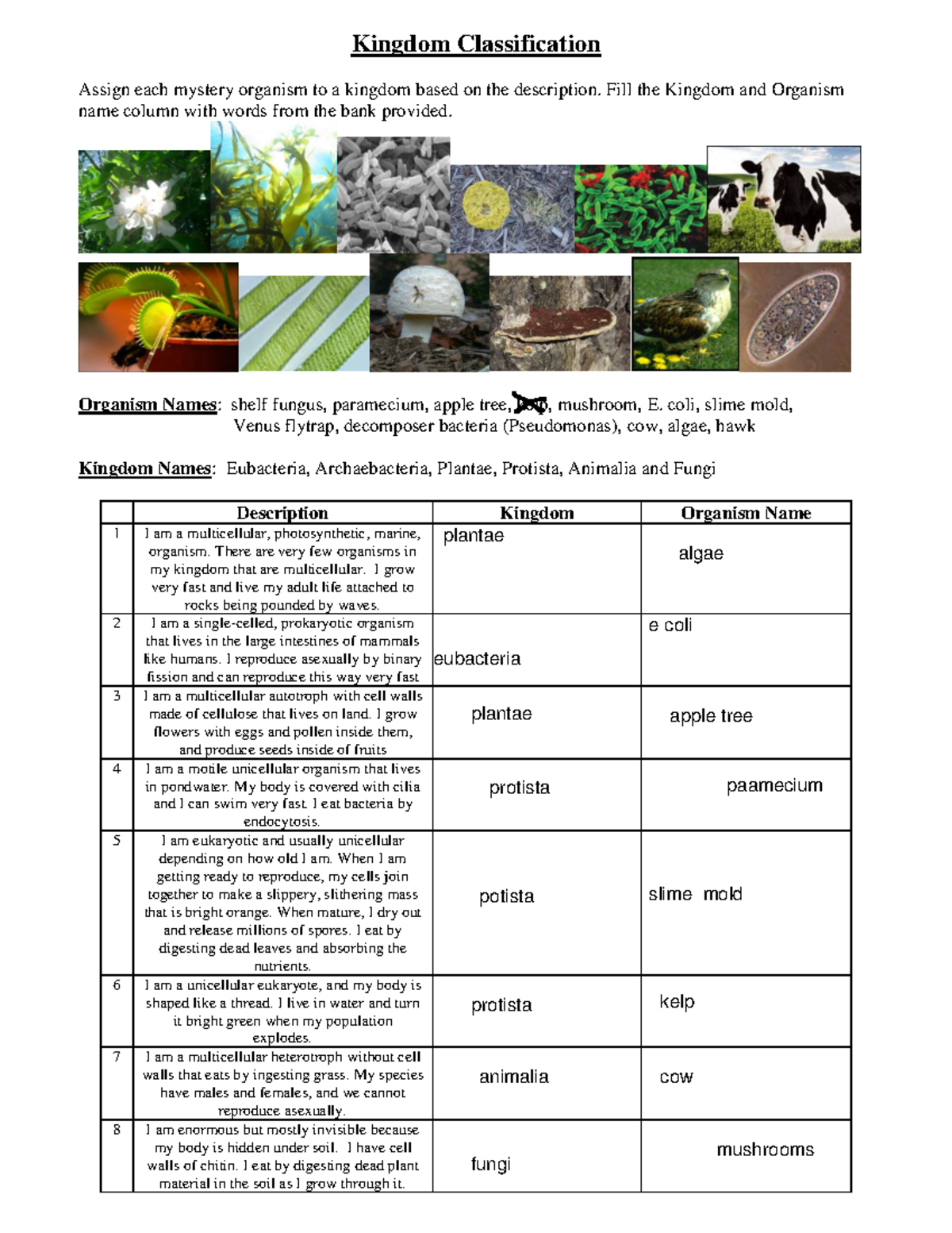 Biology Kingdom Classification Worksheet Answers Use Of Classification