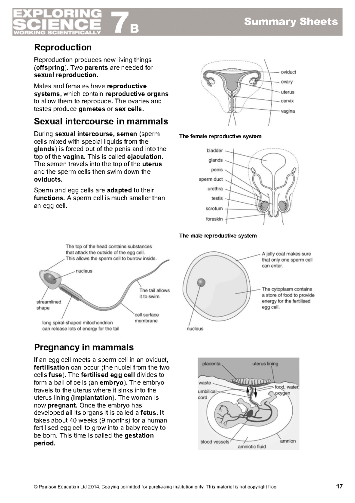 BIO 101: Human Reproductive System Processes & Development Summary ...