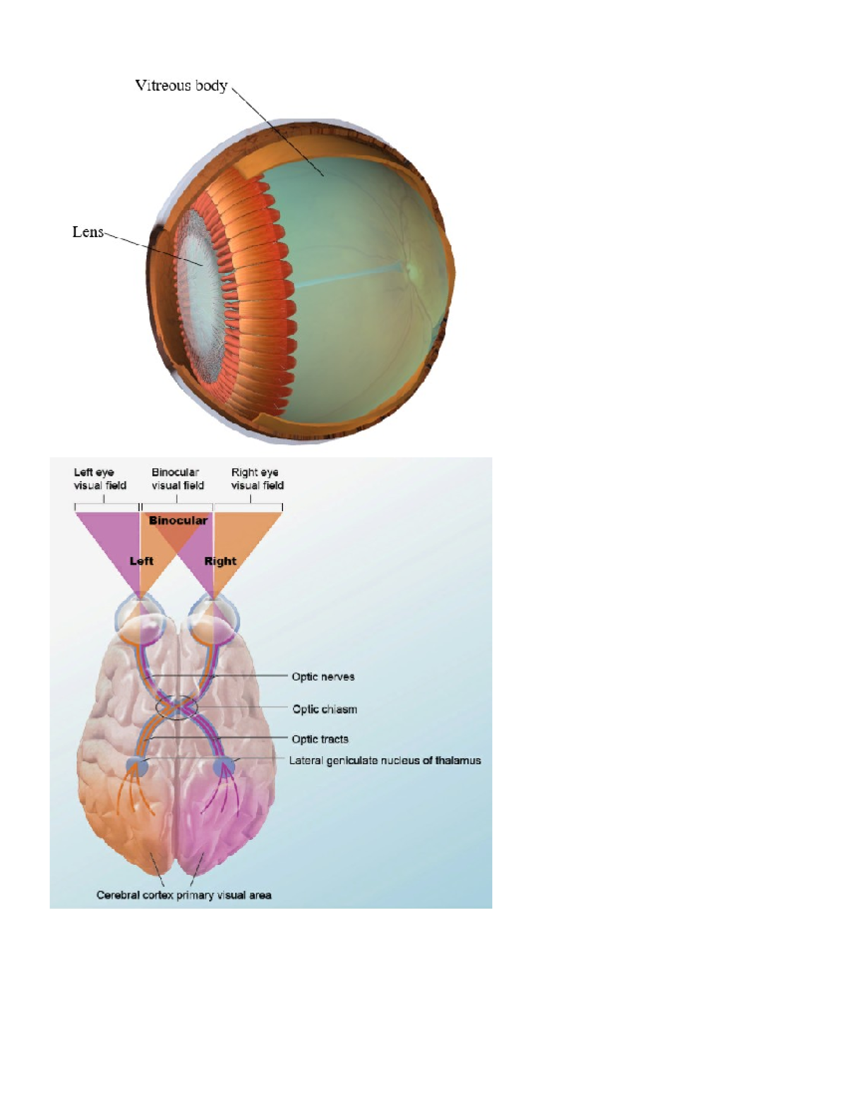 A&P 2 BIO 152 Mod 3: Visual System Anatomy Images - Studocu