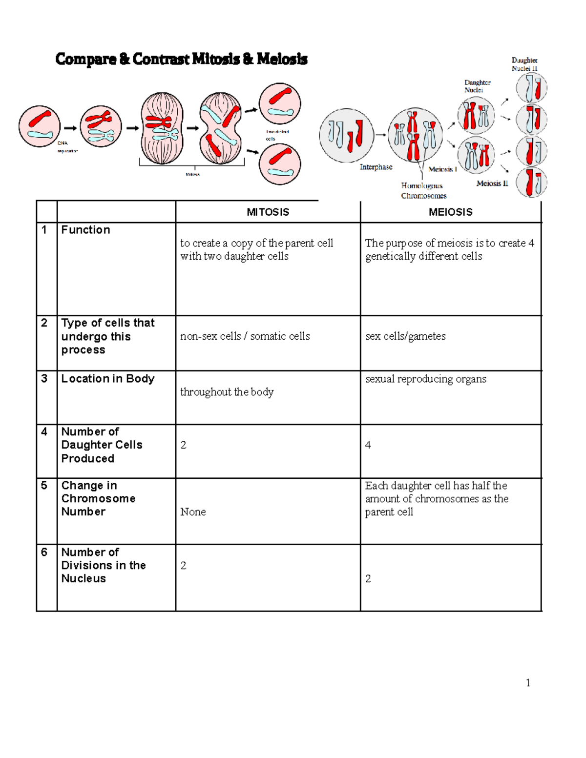 Comparing Mitosis & Meiosis: Key Differences and Functions - Studocu