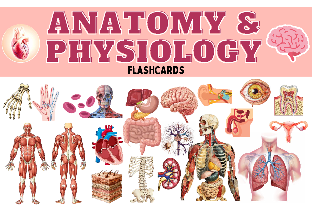 ANATOMY PHYSIOLOGY FLASHCARDS: DIGESTIVE SYSTEM OVERVIEW - Studocu