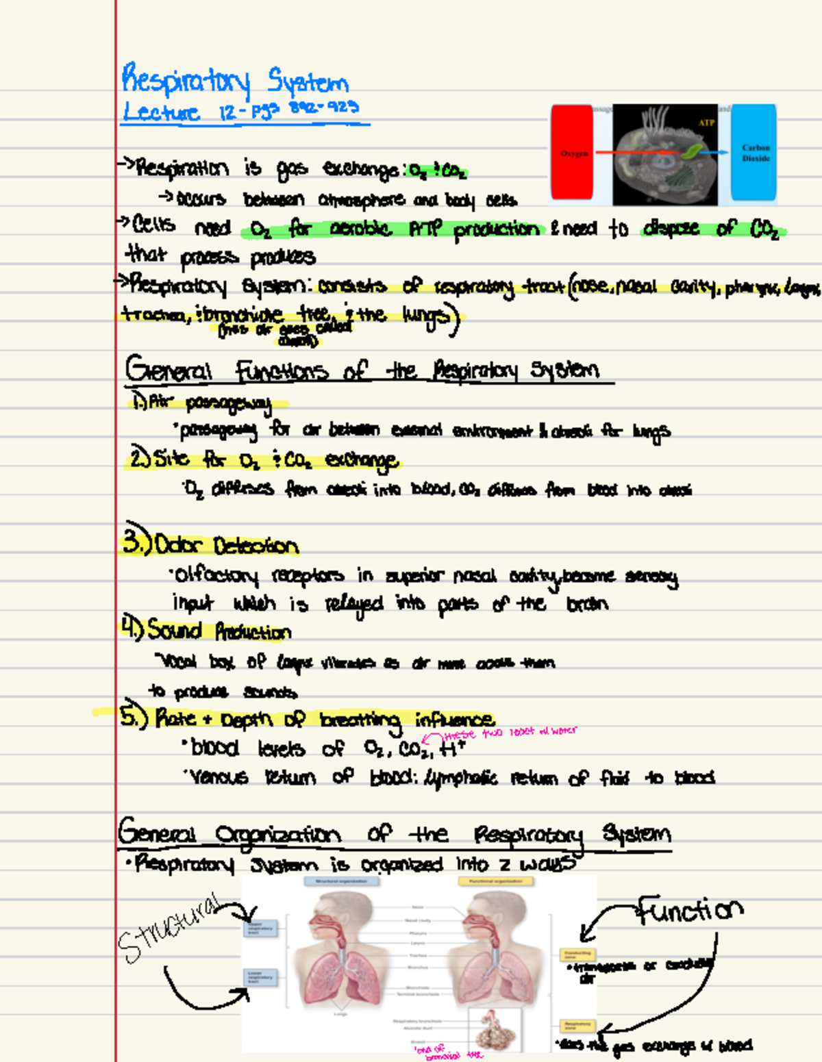 Mechanisms of Breathing: Respiratory System Overview (Course Code ...