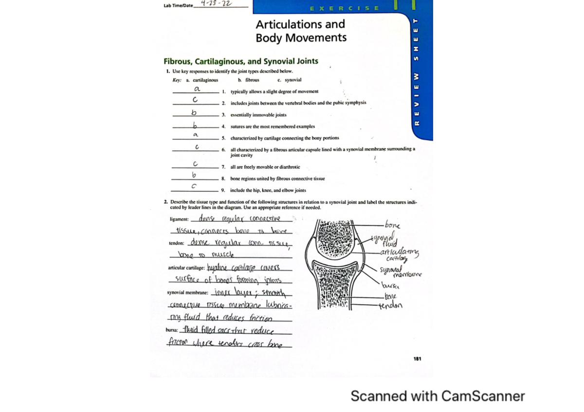 Lab Exercise on Joint Types: Fibrous, Cartilaginous & Synovial - Studocu