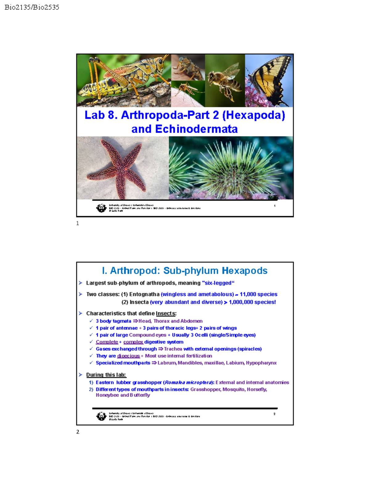 Lab 8 Presentation: Hexapoda & Echinodermata - BIO 2135 - Studocu