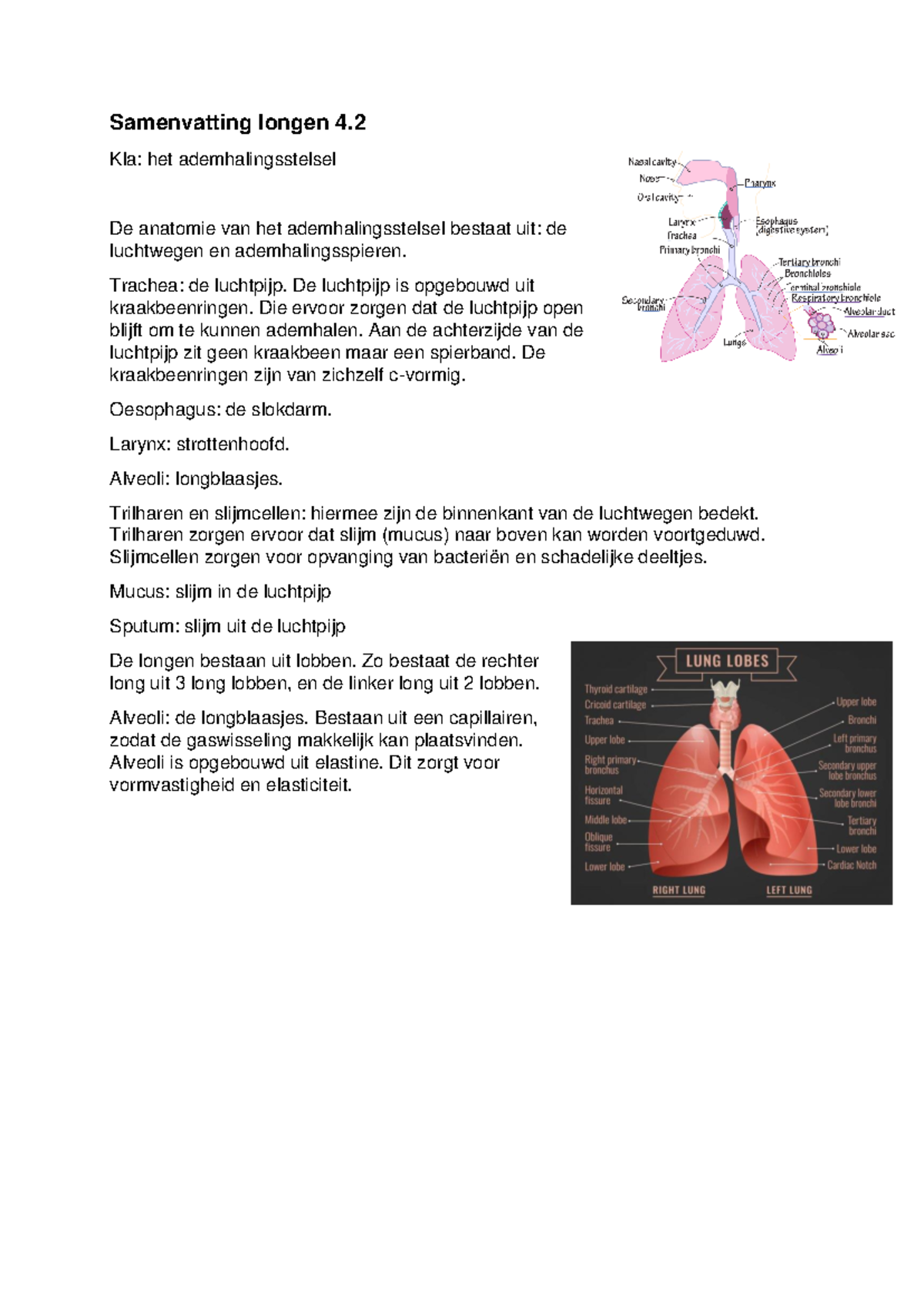 Anatomie Der Bronchien Samenvatting Anatomie Longen Samenvatting
