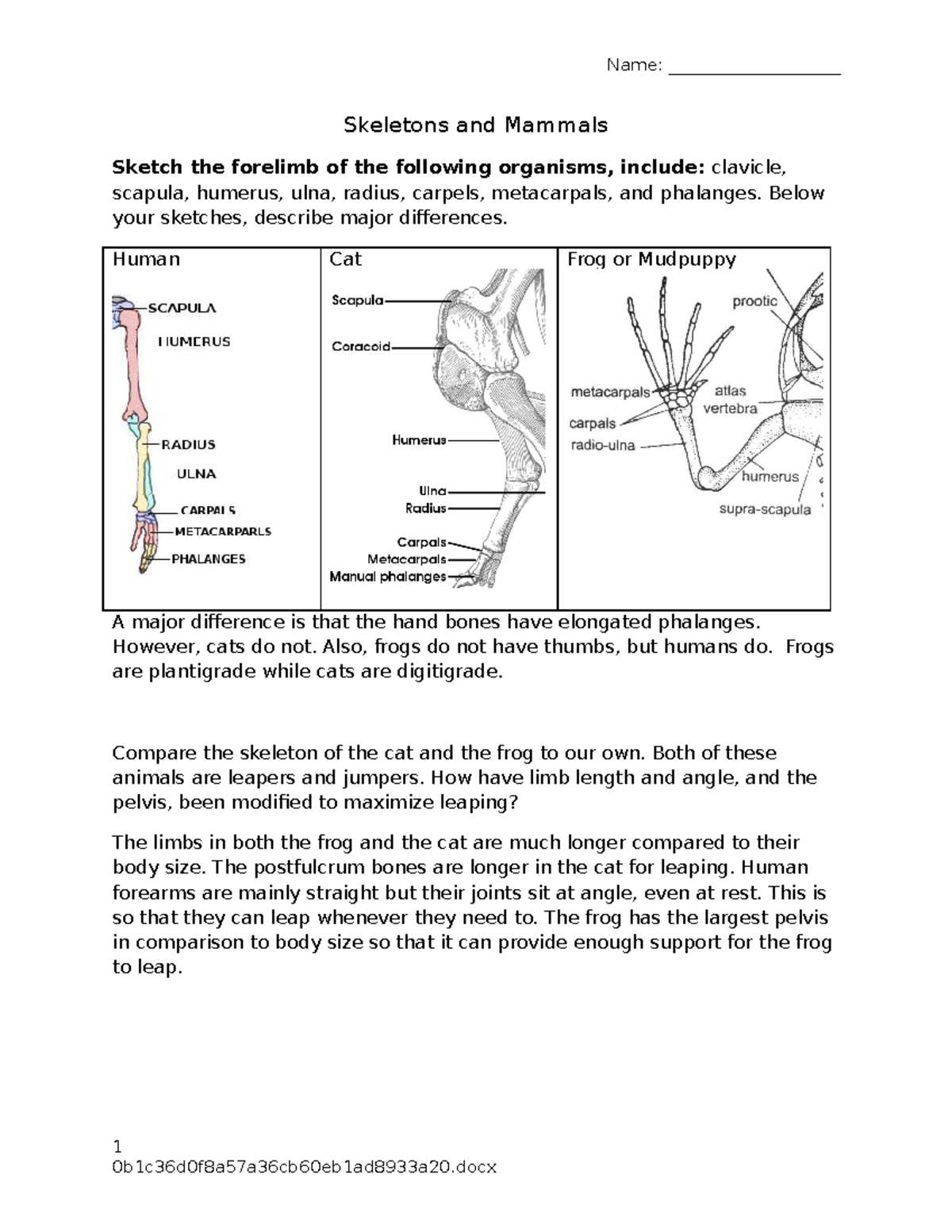 Lab 13 Worksheet: Comparative Anatomy of Mammals and More - Studocu