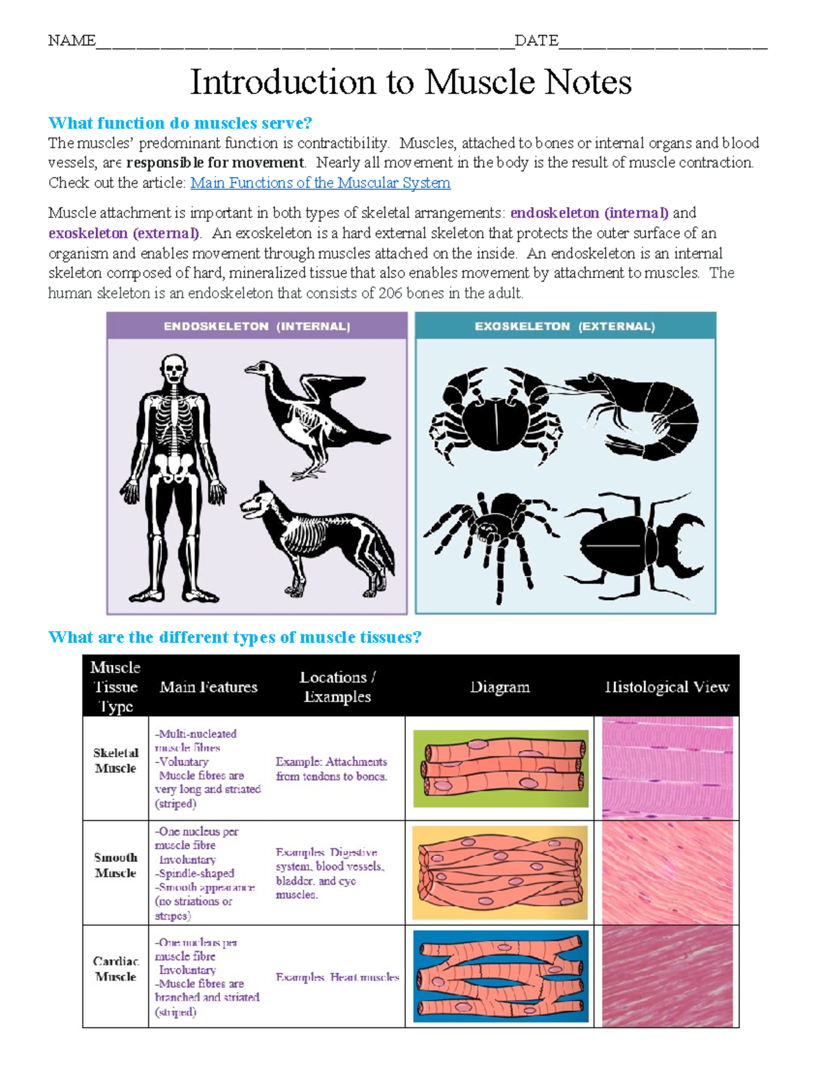 Introduction to Muscle Notes: Functions & Contraction Mechanisms - Studocu