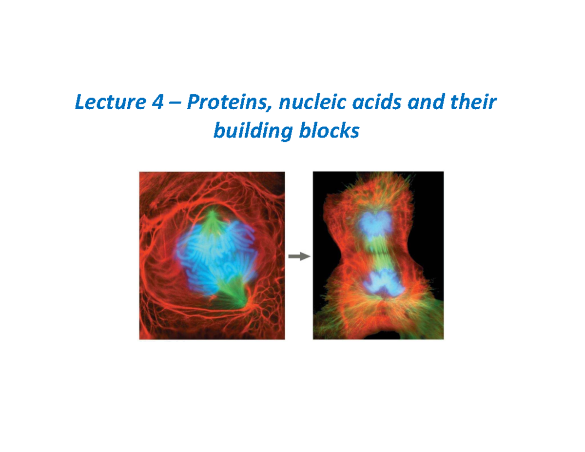 Lecture 4: Proteins, Nucleic Acids & Their Building Blocks - Studocu