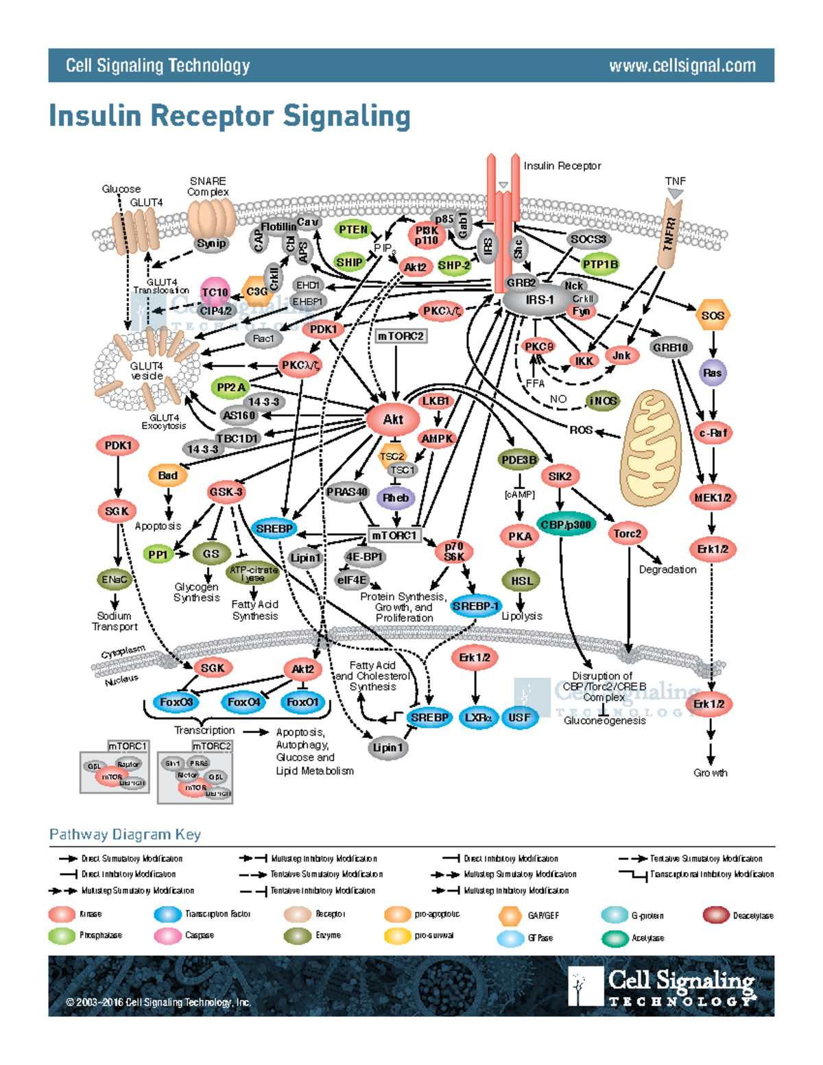Cell Signaling Technology: Insulin Receptor Signaling Overview - Studocu