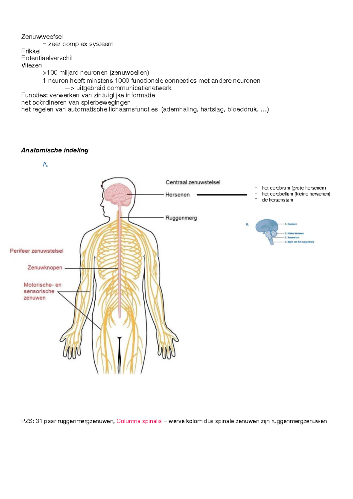 Zenuwstelsel en Neuronen: Anatomie en Functies (Biologie 101) - Studocu