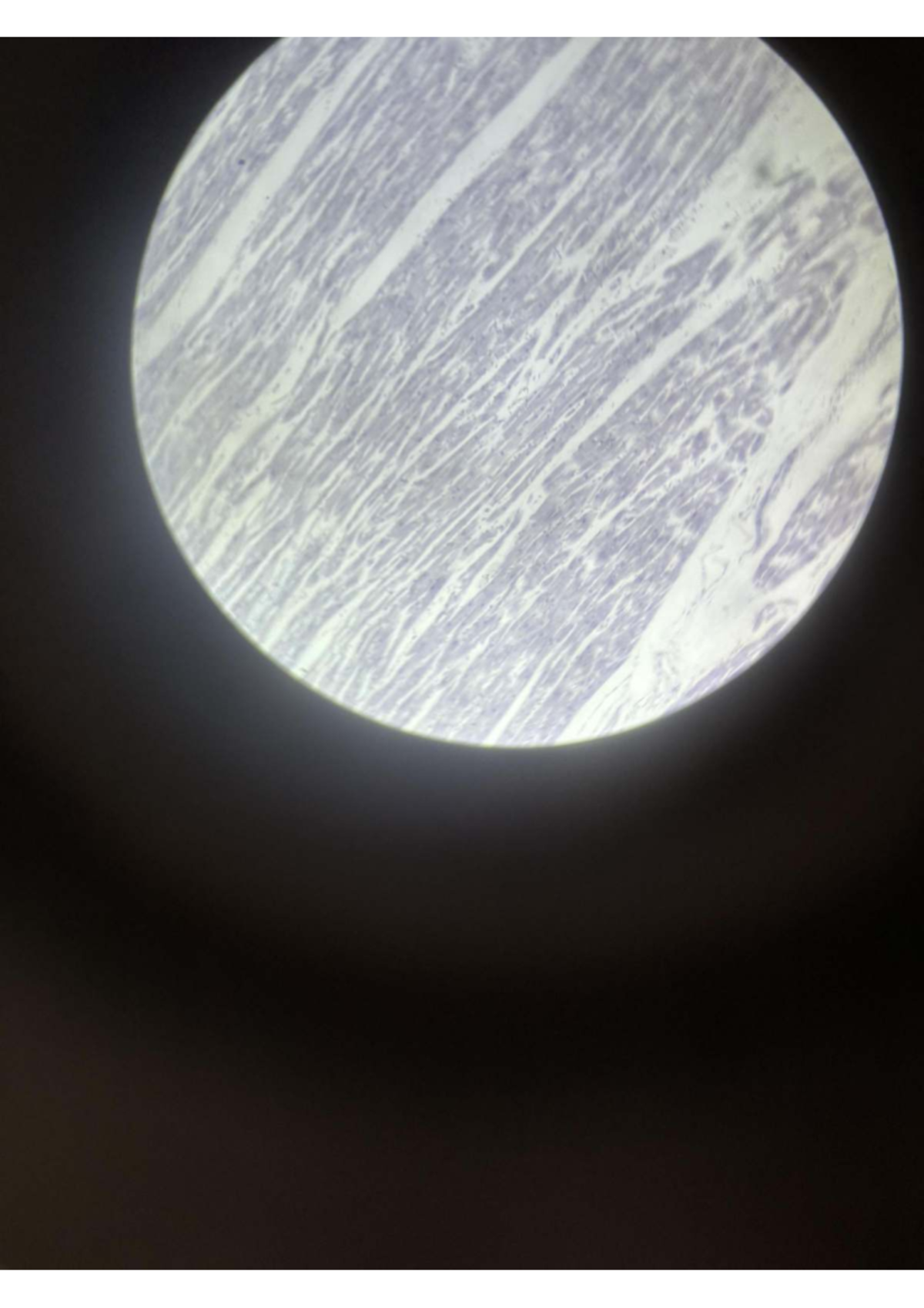 Human Cardiac & Skeletal Muscle Anatomy - JIOS 01 - Studocu