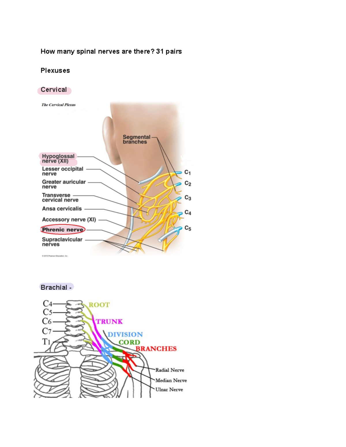 Spinal Cord - FE Review - for lab final, includes model pics labeled ...
