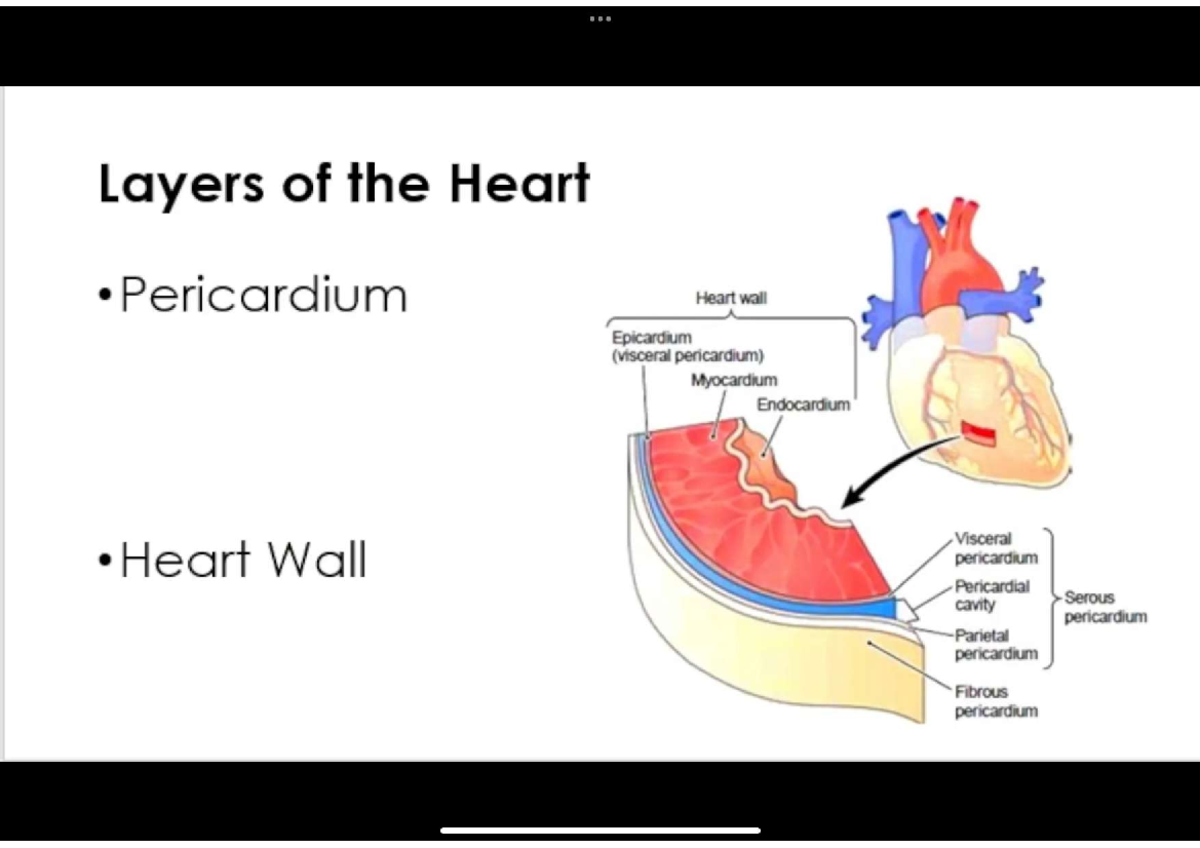 Cardio - Lec: Layers of the Heart and Electrophysiology Insights - Studocu