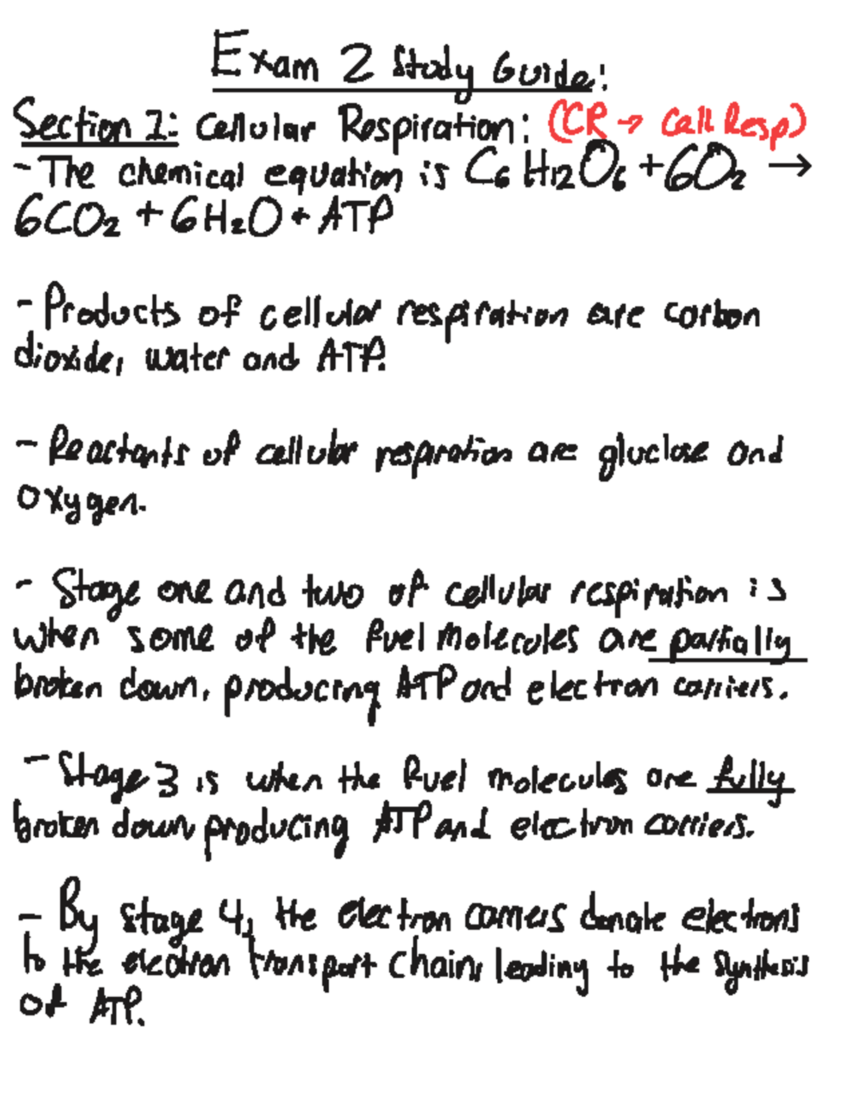 Biology 101: Exam 2 Study Guide on Cellular Respiration & Photosynthesis - Studocu
