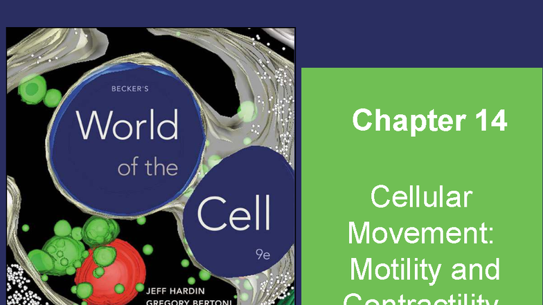 Chapter 14: Cellular Movement & Motility - Lecture Notes (BIO 08 14 ...