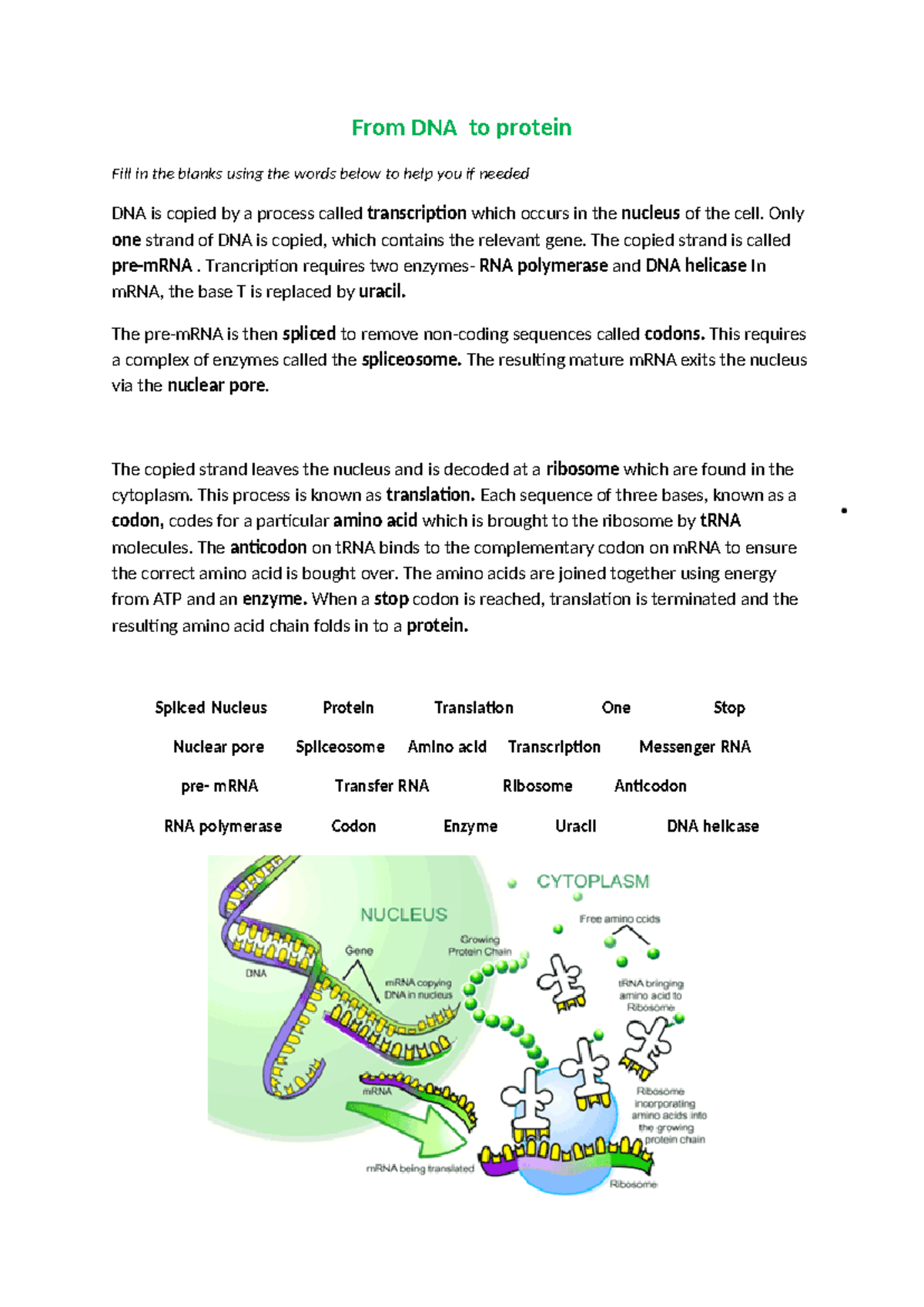 From DNA to Protein: Worksheet for Transcription & Translation - Studocu