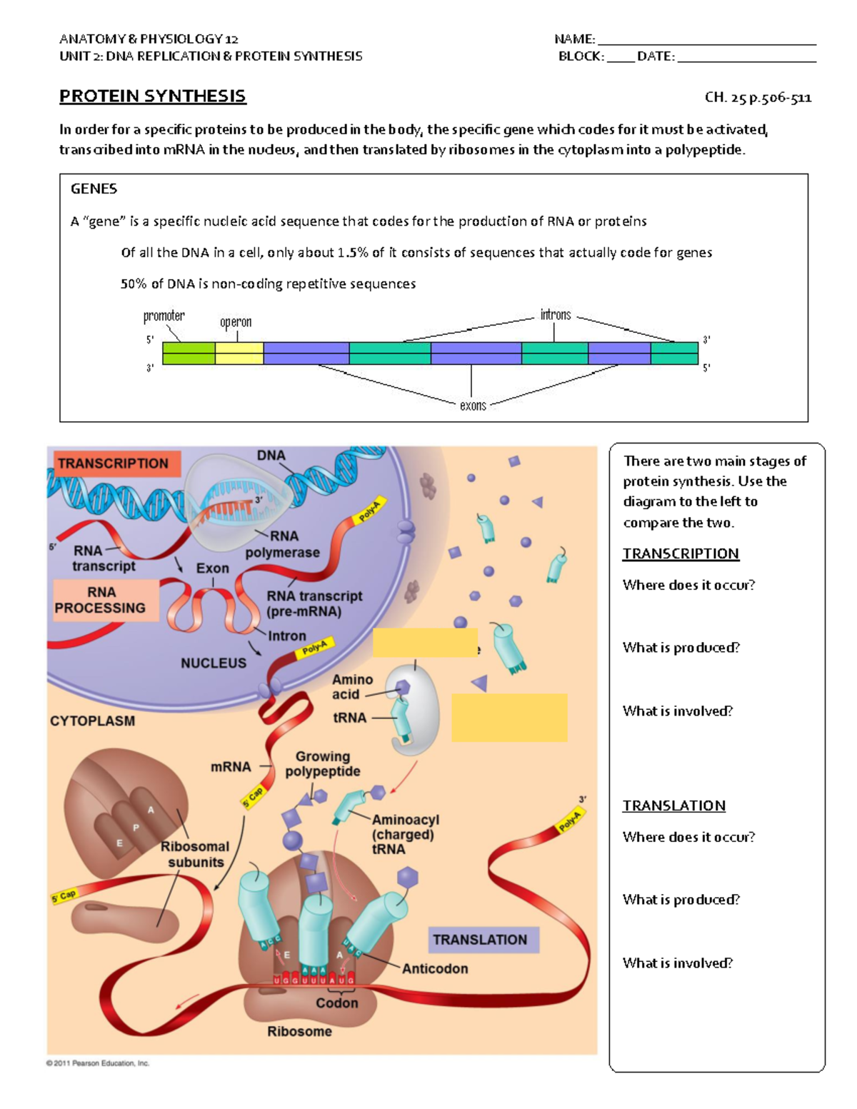 Protein Synthesis Diagram Labeled Answers