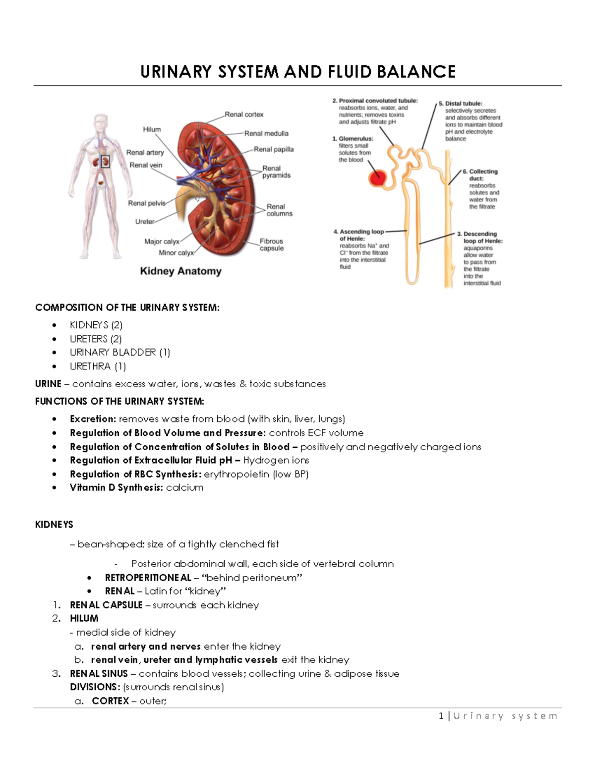 Urinary System Overview: Anatomy, Functions & Fluid Balance (BIO 101 ...