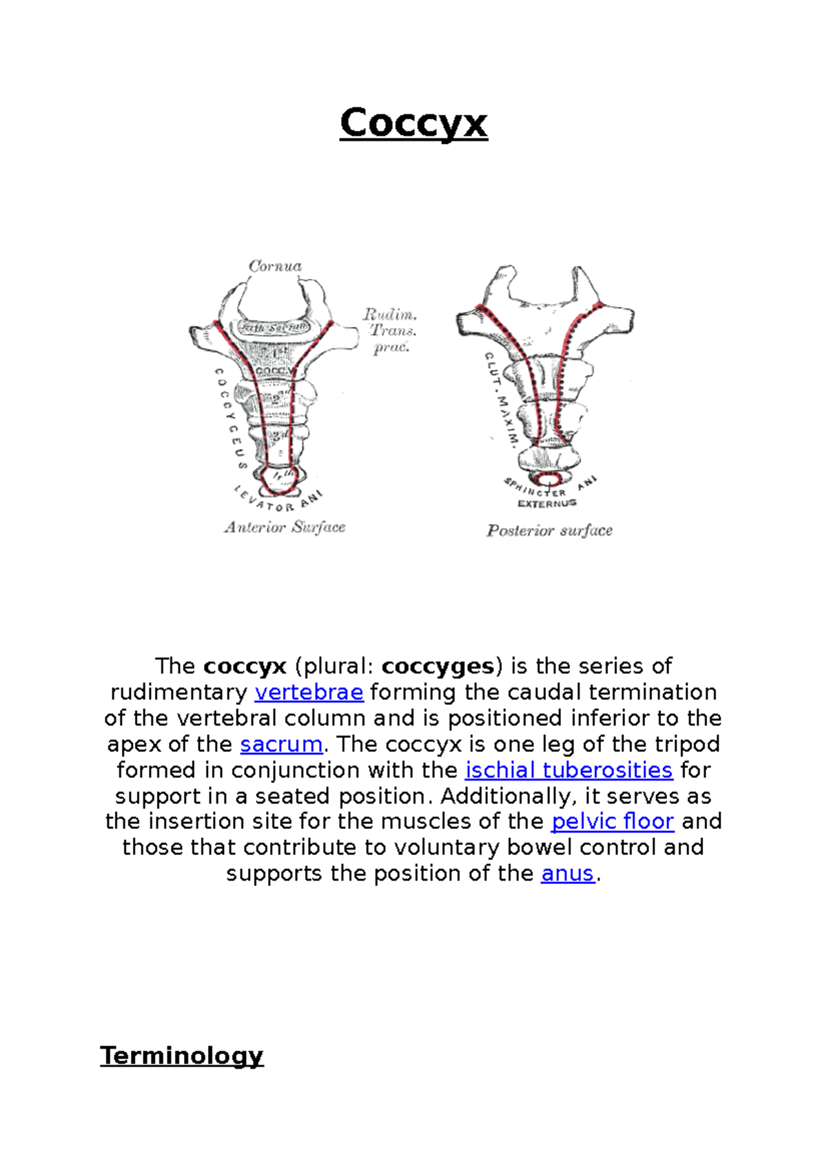 Pelvic Girdle - Coccyx - Coccyx The coccyx (plural: coccyges) is the ...