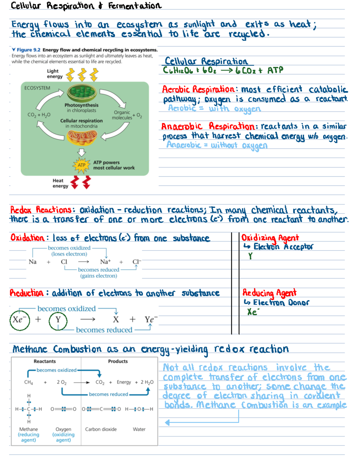 Chapter 9 Notes: Cellular Respiration Overview - Campbell Biology - Studocu