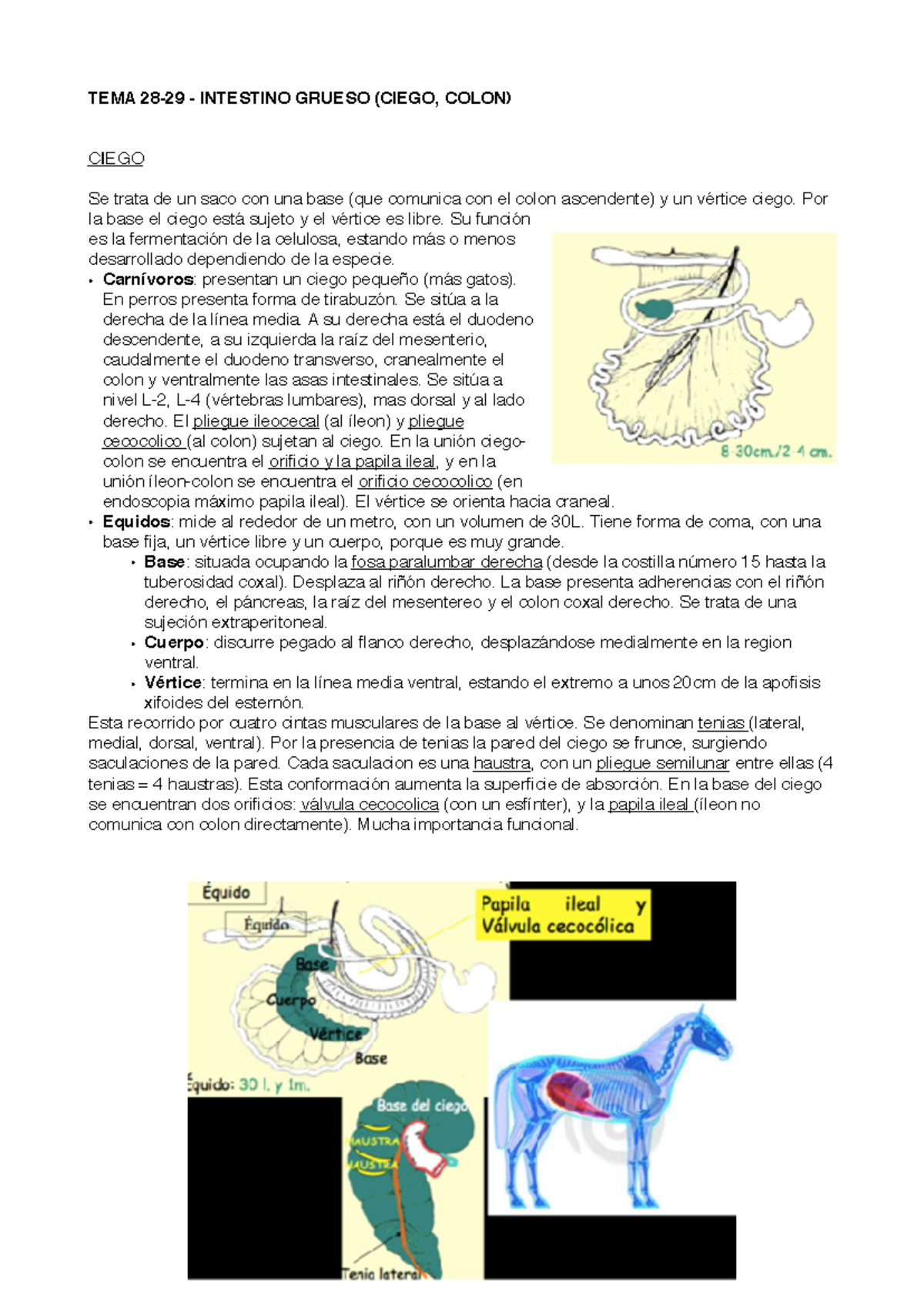 CIE-102: Anatomía del Intestino Grueso - Ciego y Colon - Studocu