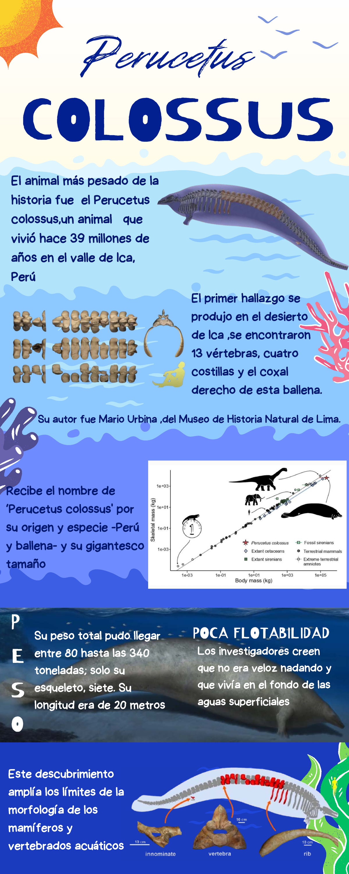 Blue Illustrative Sea Animals Infographic - Perucetus COLOSSUS El ...