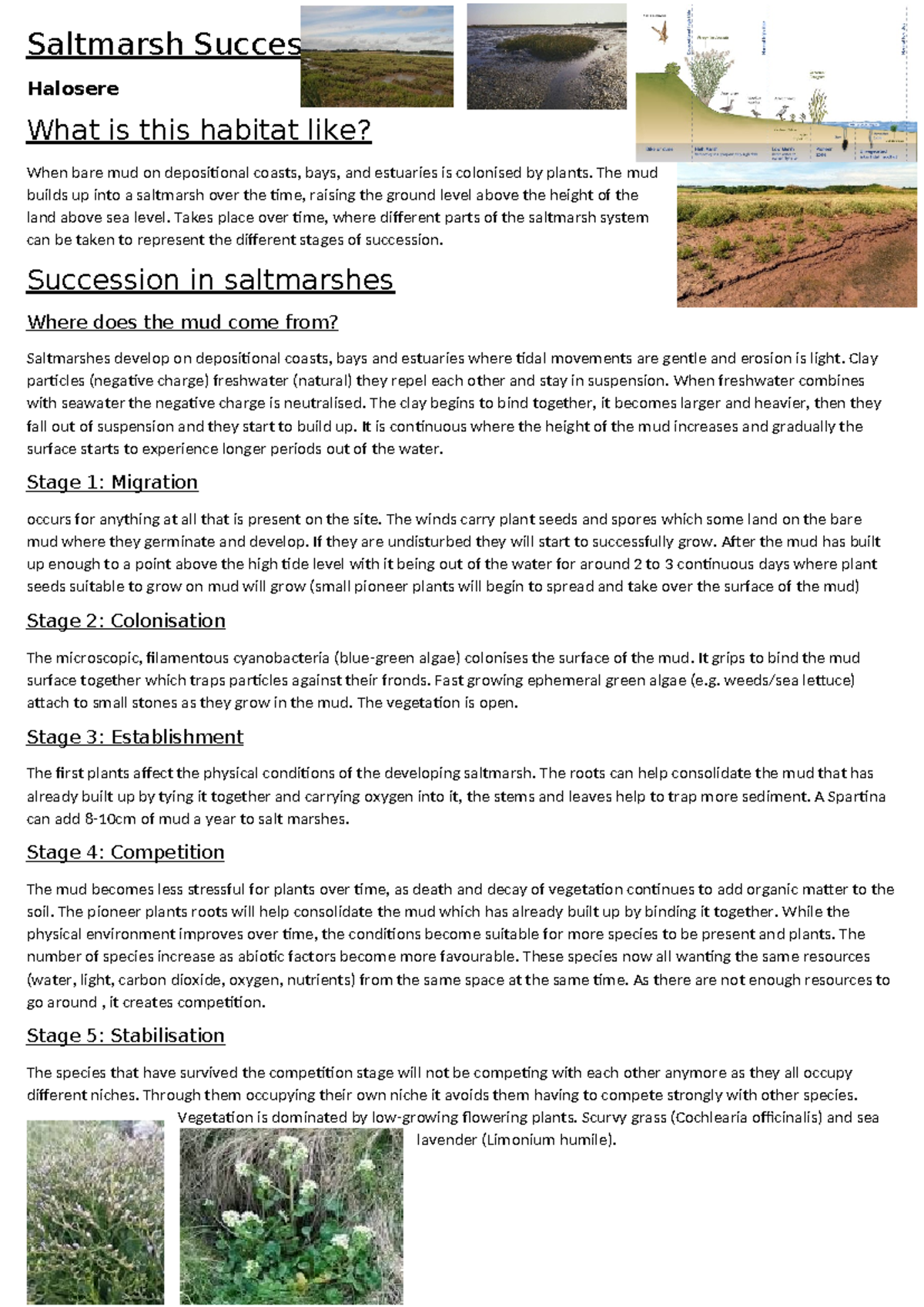Saltmarsh Succession: Stages of Development in Coastal Ecosystems - Studocu