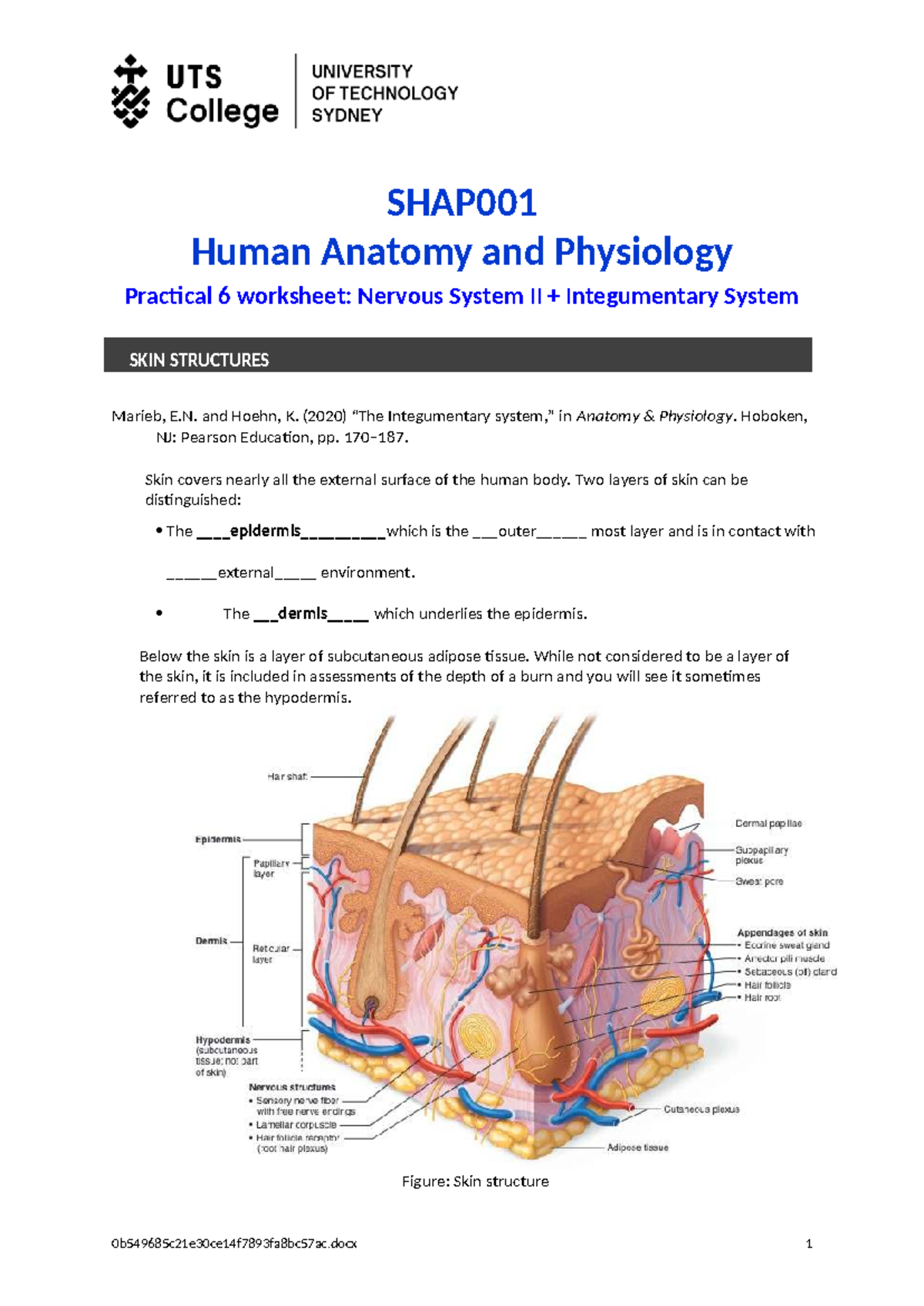 SHAP001 Practical 6: Nervous System II & Integumentary System - Studocu