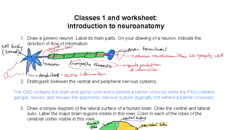 Class 1/2 Worksheet: Intro to Neuroanatomy & Brain Diagrams - Studocu
