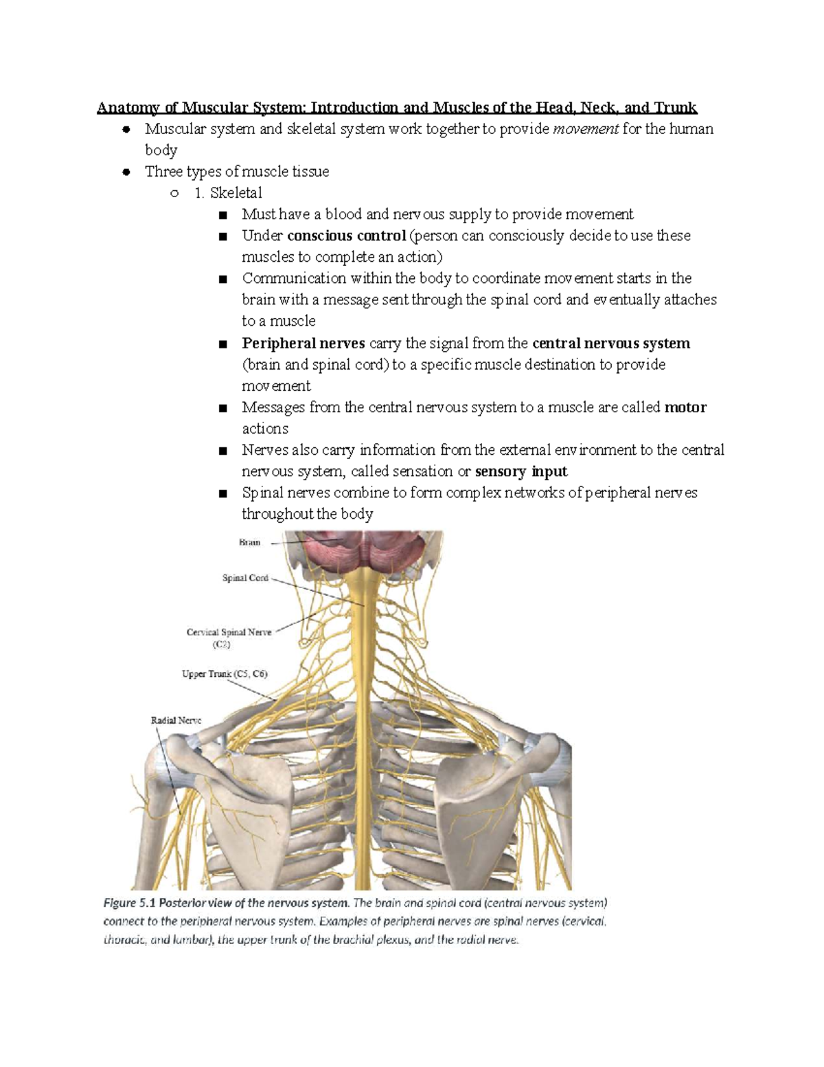Anatomy & Physiology Exam 5: Muscular System Function Breakdown - Studocu