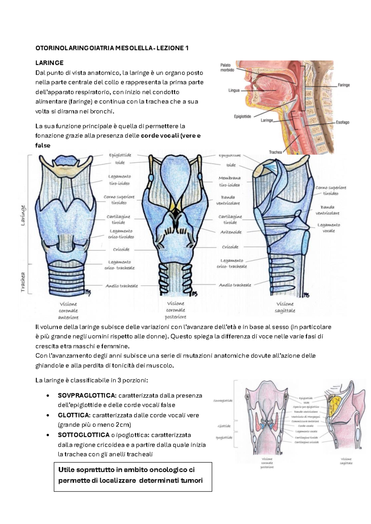 OTORINOLARINGOIATRIA LEZIONE 1: ANATOMIA E FUNZIONI DELLA LARINGE - Studocu