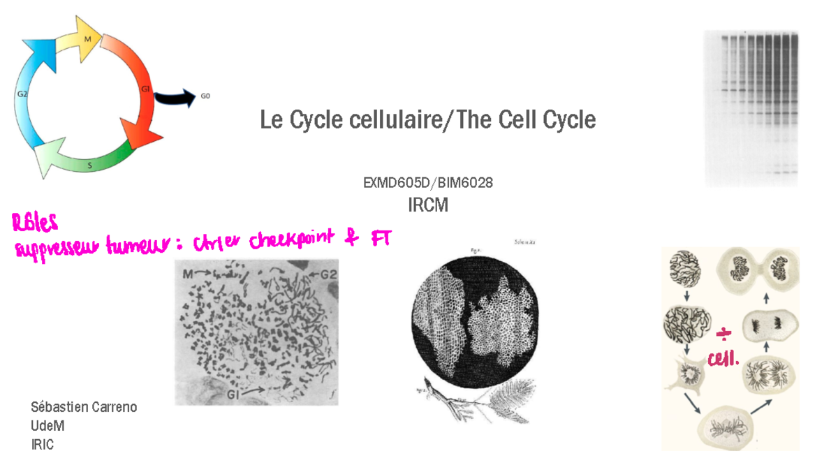 Le Cycle Cellulaire et Son Régulation : EXMD605D/BIM6028 Notes ...