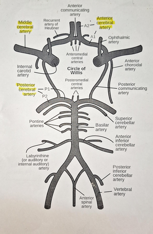 4.AGAM - Lower Limb Notes - Preface Agam is a group of budding medicos ...