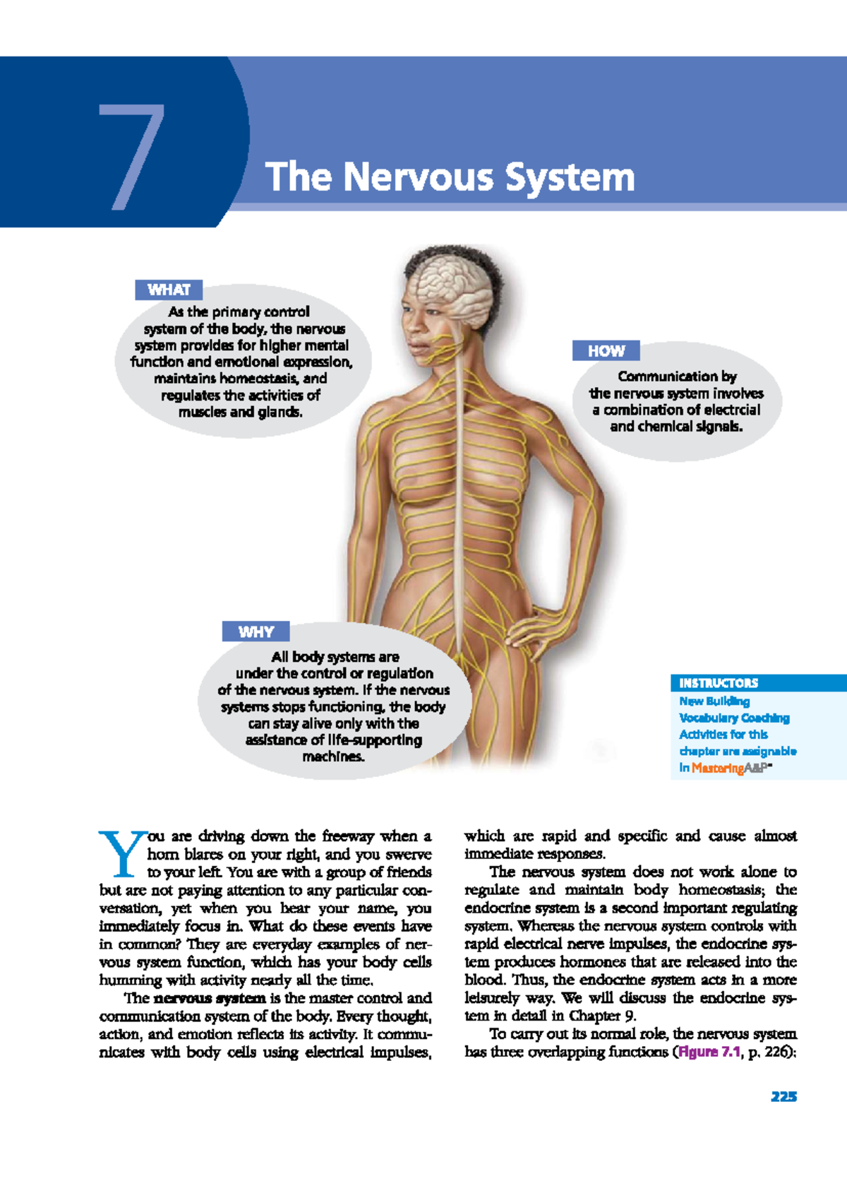 Chapter 7: The Nervous System (ANAPHY) - Overview and Functions - Studocu