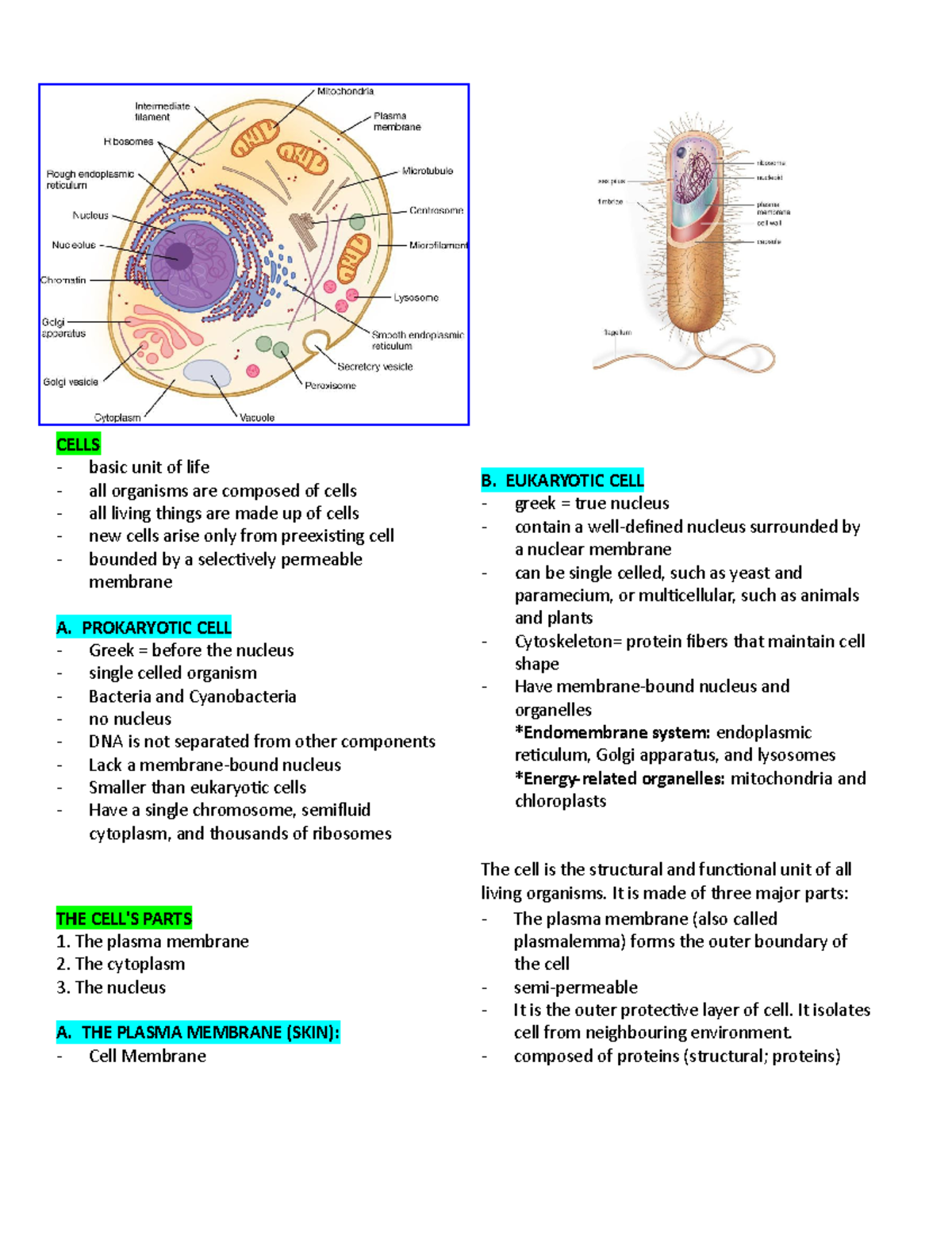 4. Structural Components of Cells: Prokaryotic vs Eukaryotic Overview ...