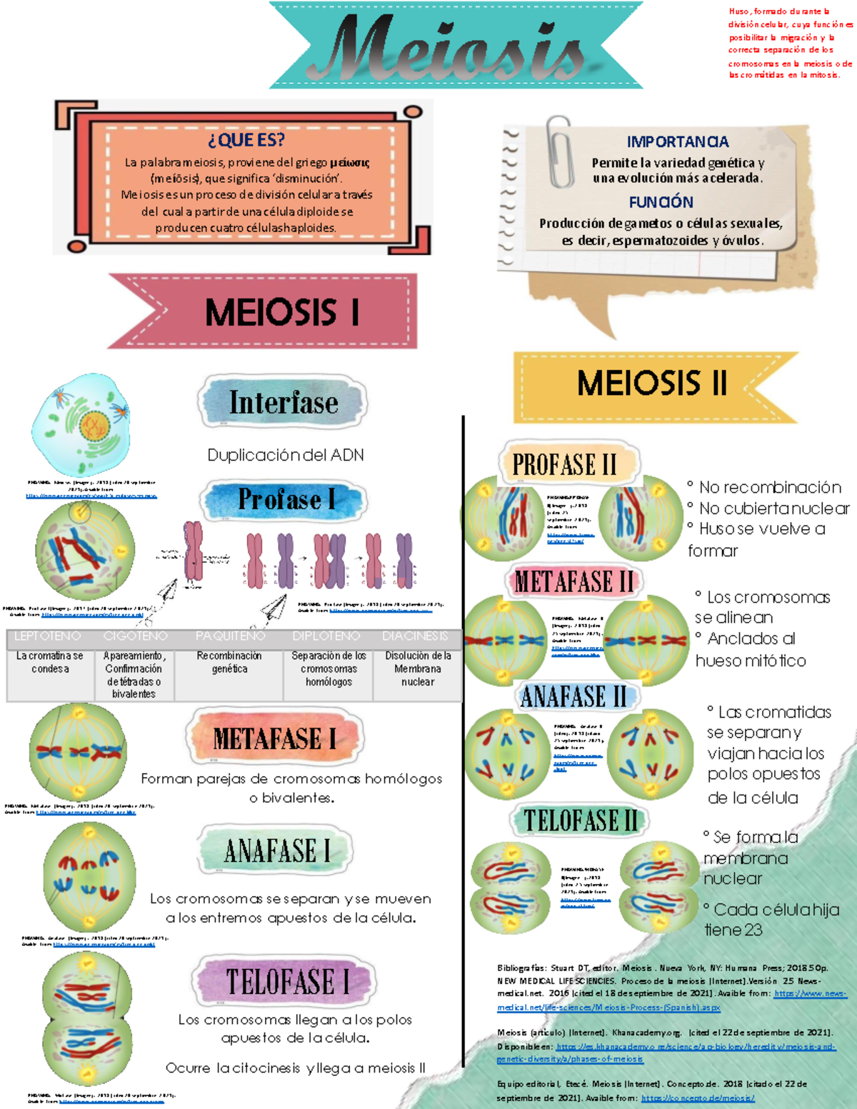 Fases De La Meiosis Guía Escolar Biología Mitosis Y Meiosis