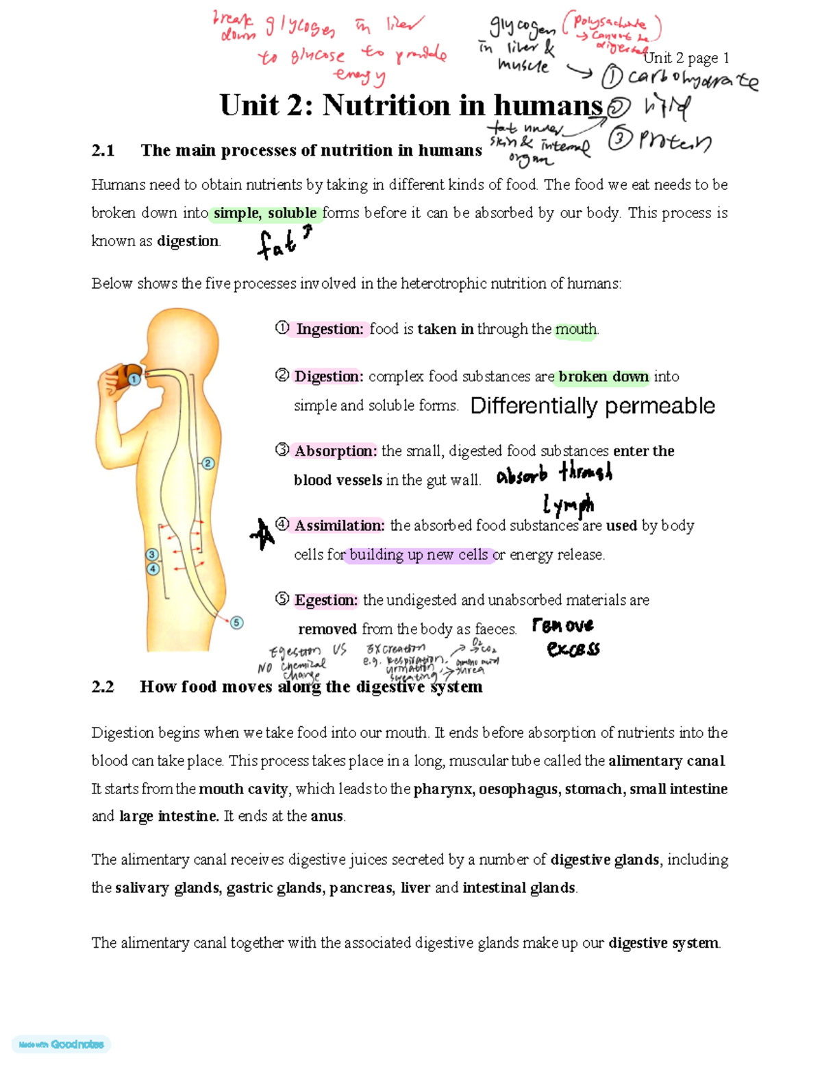 Bio Term 2 Notes - Unit 2: Human Nutrition and Digestion Processes ...