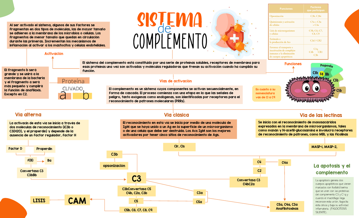 Sistema DE Complemento - Complemento de El sistema del complemento está constituido por una ...