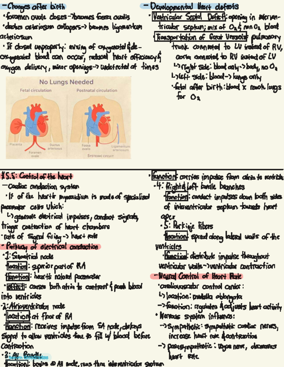 Developmental Heart Defects & Cardiac Conduction System Notes - Studocu