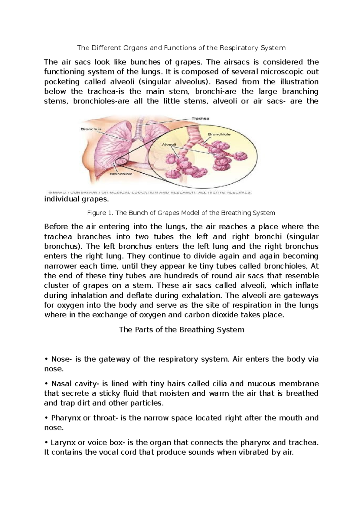 Respiratory System Overview and Functions (SSC) Notes - Studocu