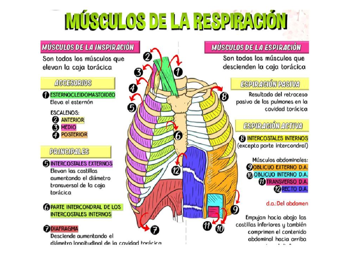 Músculos de la respiración - Anatomía Humana I - Studocu