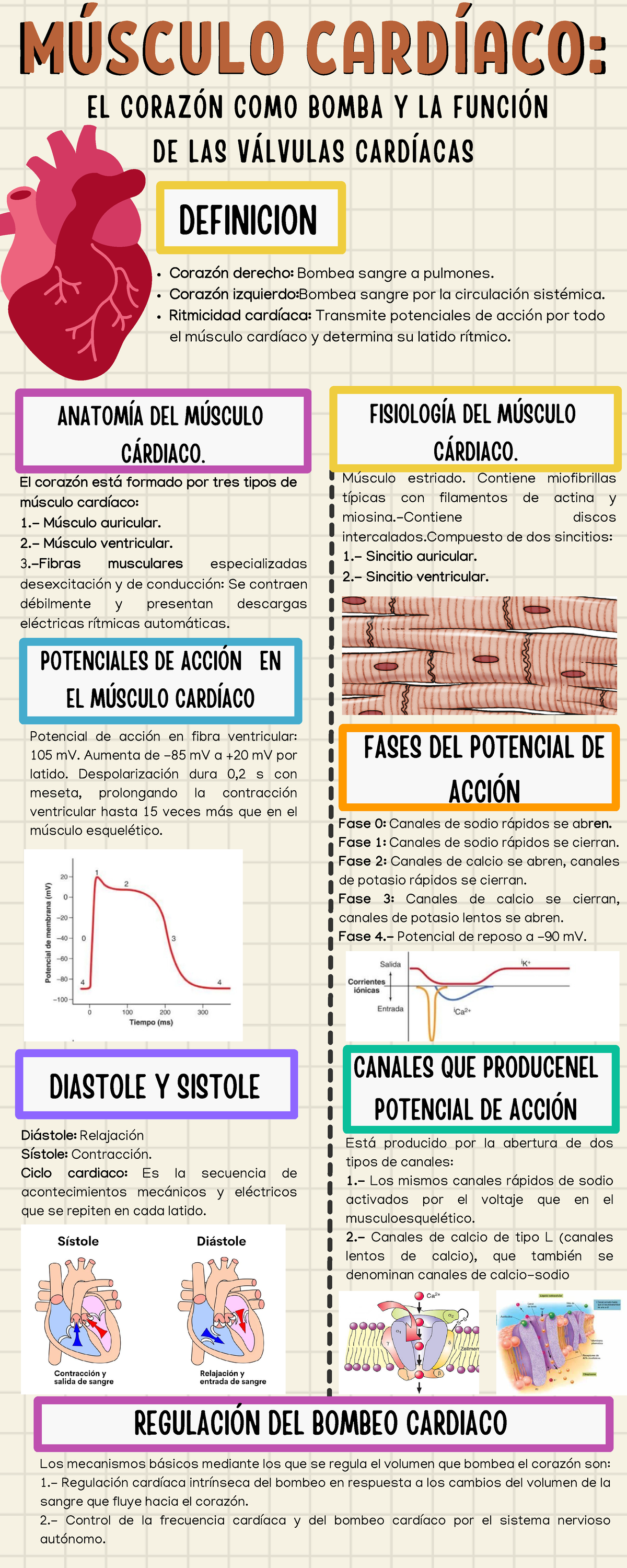 Infografia CAP 9 Fisiologia Guyton - DIASTOLE Y SISTOLE MÚSCULO CARDÍACO: Corazón derecho ...