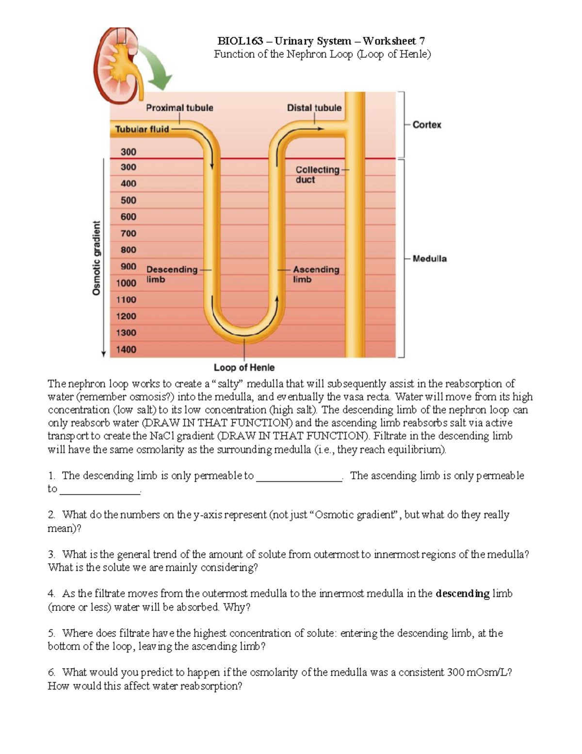 BIOL163 – Urinary System – Worksheet 7: Nephron Loop Functions - The nephron loop works to ...