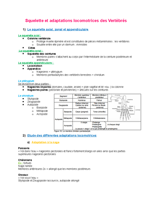 TP3 Dissection: Moule - Etude d’un Lamellibranche : La moule : Mytilus ...