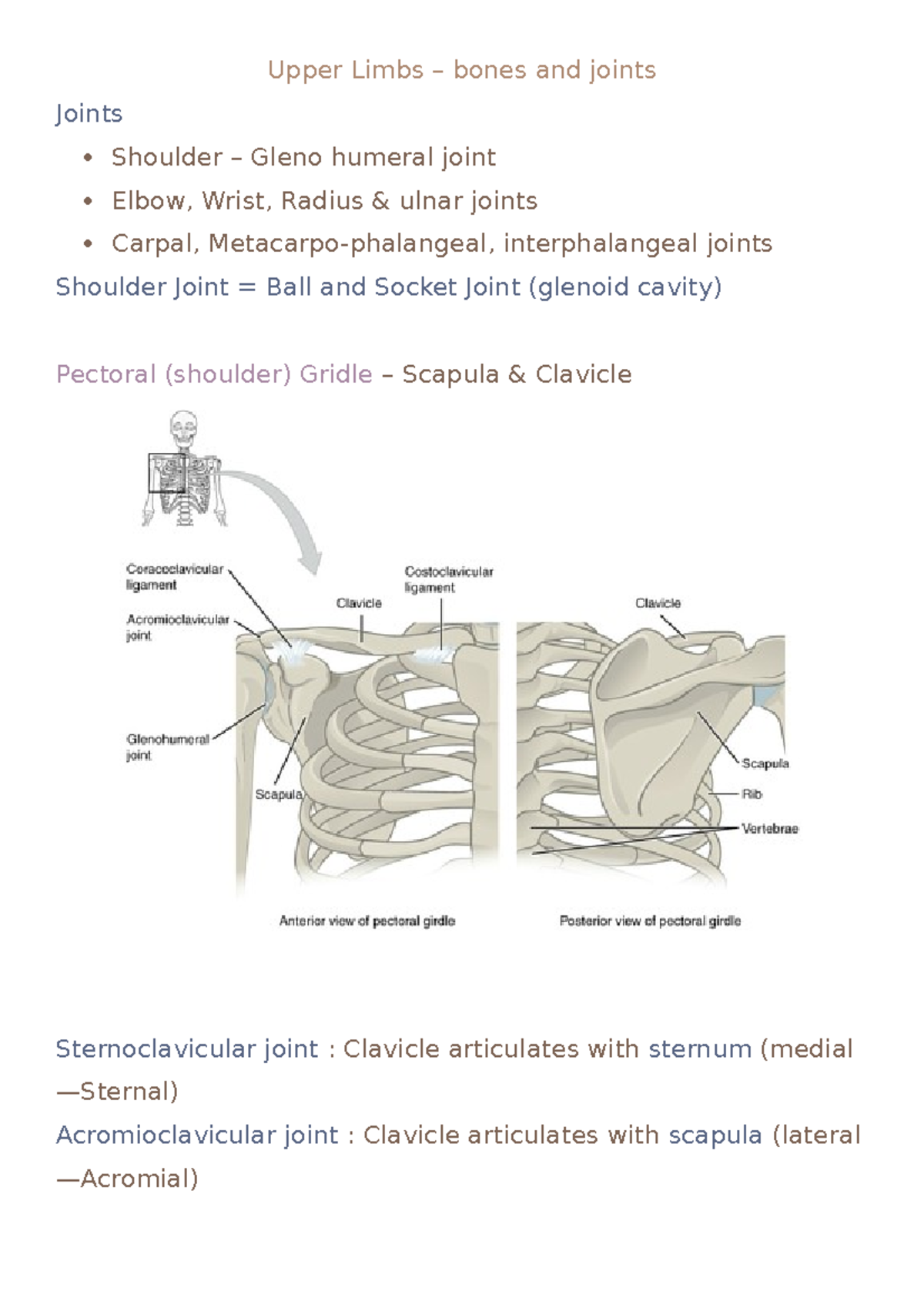 Print - Anatomy prac notes - Upper Limbs – bones and joints Joints ...