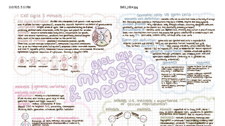 Mitosis and Meiosis Notes (Biology 101) - Studocu