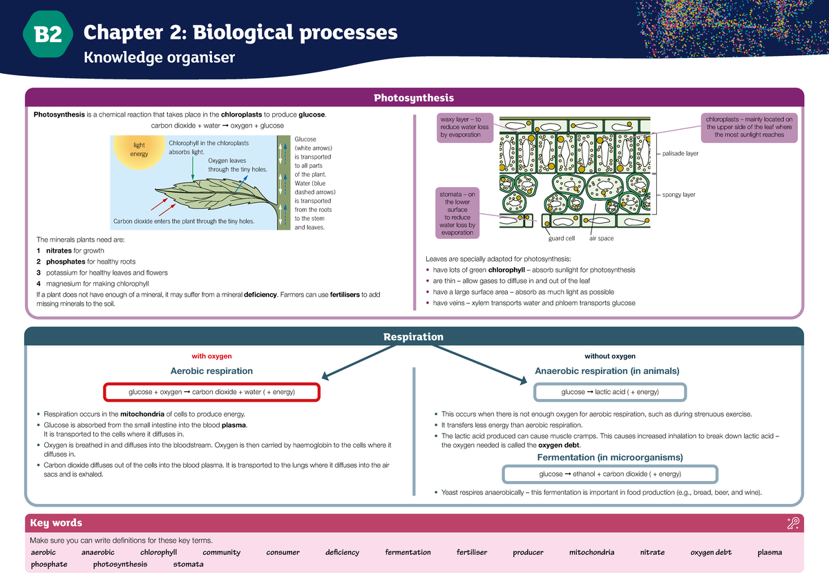 B2 Final Exam: Knowledge Organizer on Photosynthesis & Respiration ...