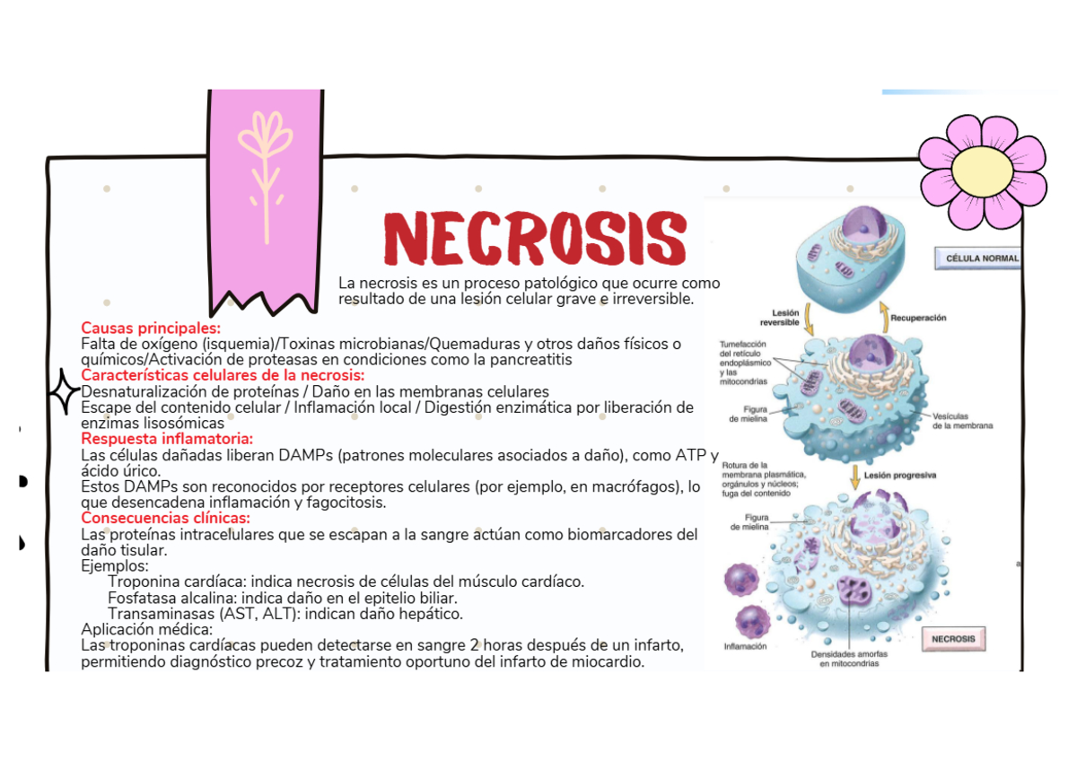 Estudio sobre la Necrosis Celular: Mecanismos y Consecuencias Clínicas ...