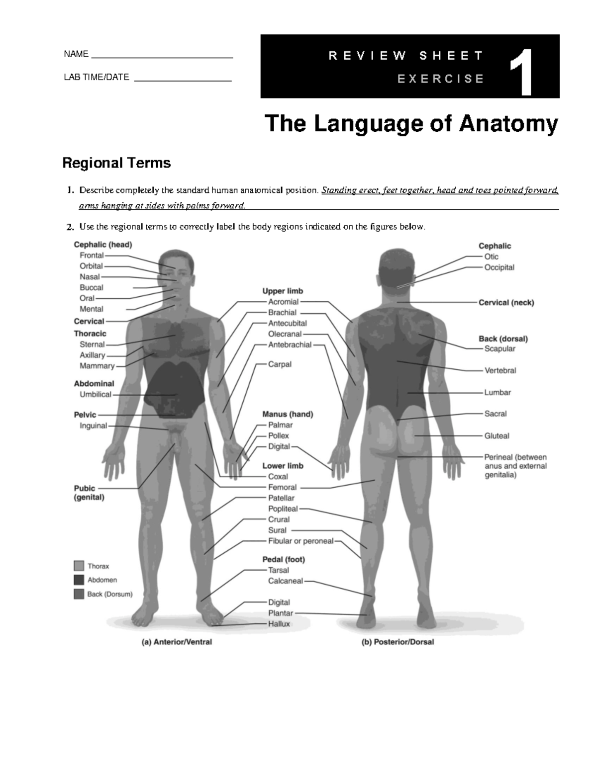 Anatomy Review Sheet: Exploring Body Regions and Terms - NAME