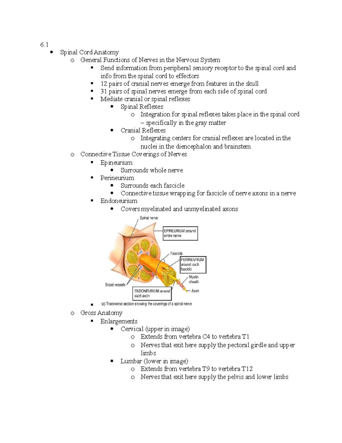 Neurophysiology: Action Potentials & Graded Potentials Overview - Studocu